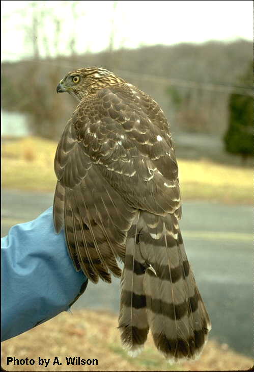 Endangered Species-Description