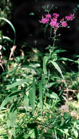 Endangered Species-Description